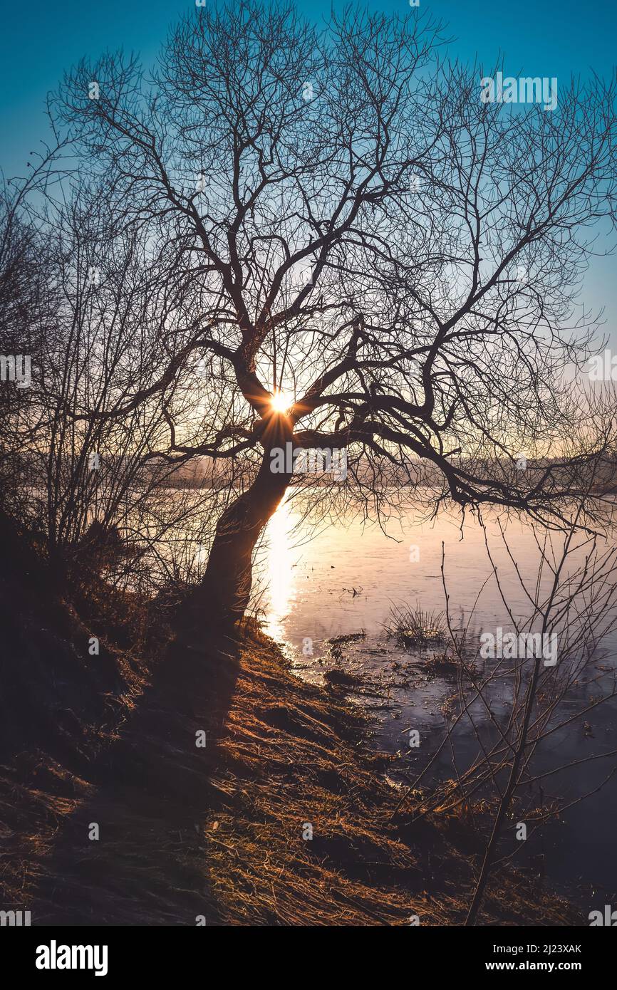 Beautiful morning landscape by the lake. Spring tree reflected in the ...