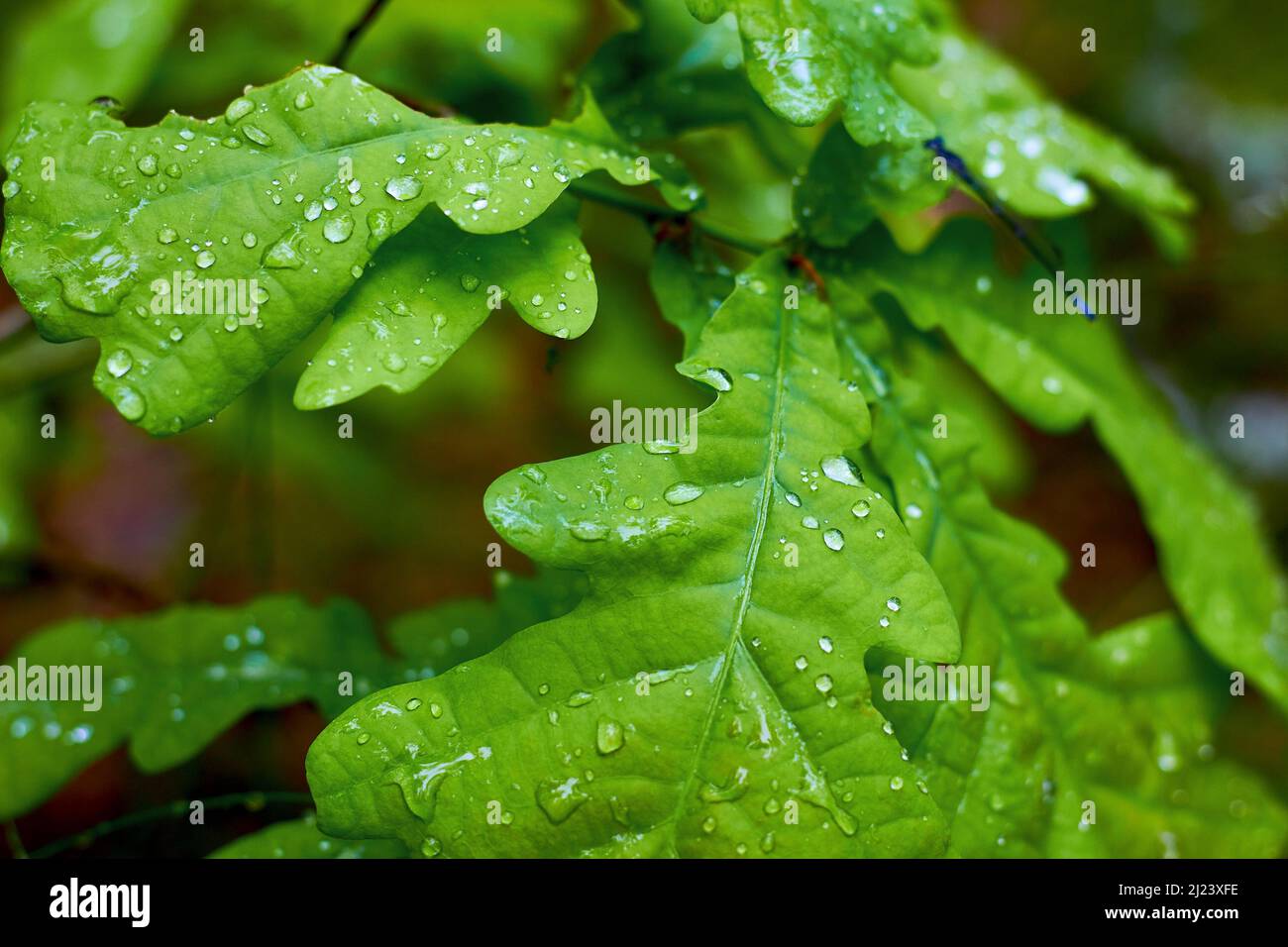 Fresh young oak foliage with raindrops. Green spring background Stock ...