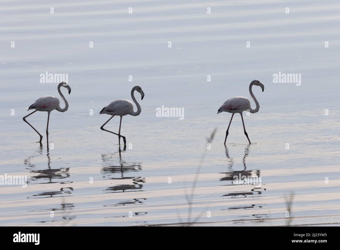 three flamingos look for food in the water Stock Photo - Alamy