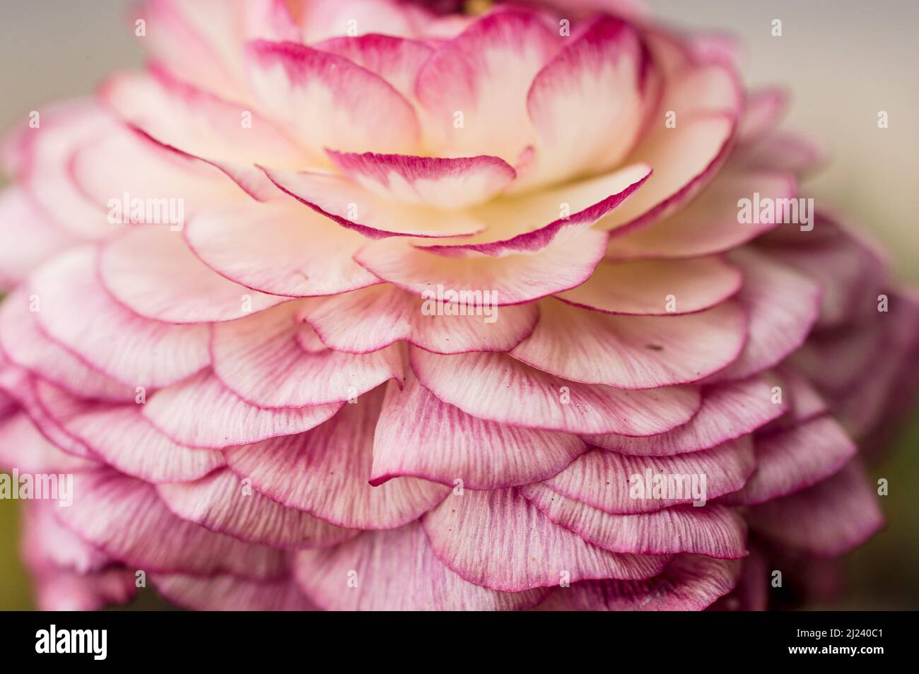 Layers of pink and white Ranunculus petals Stock Photo - Alamy