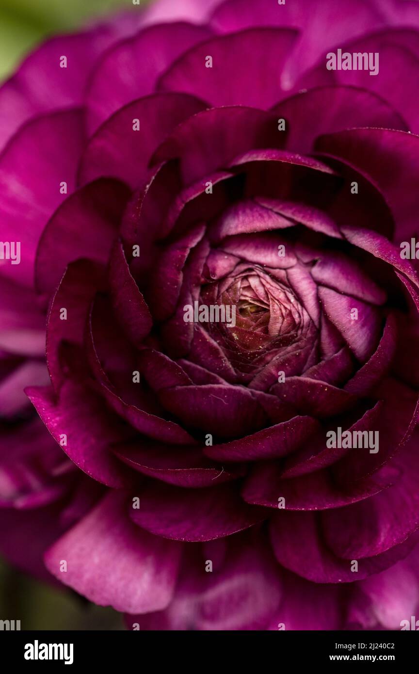 Dark maroon petals hi-res stock photography and images - Alamy