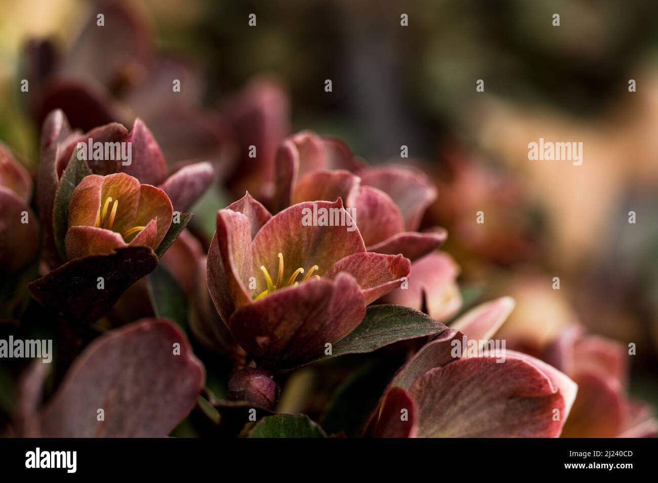 Creamy bokeh background hi-res stock photography and images - Alamy