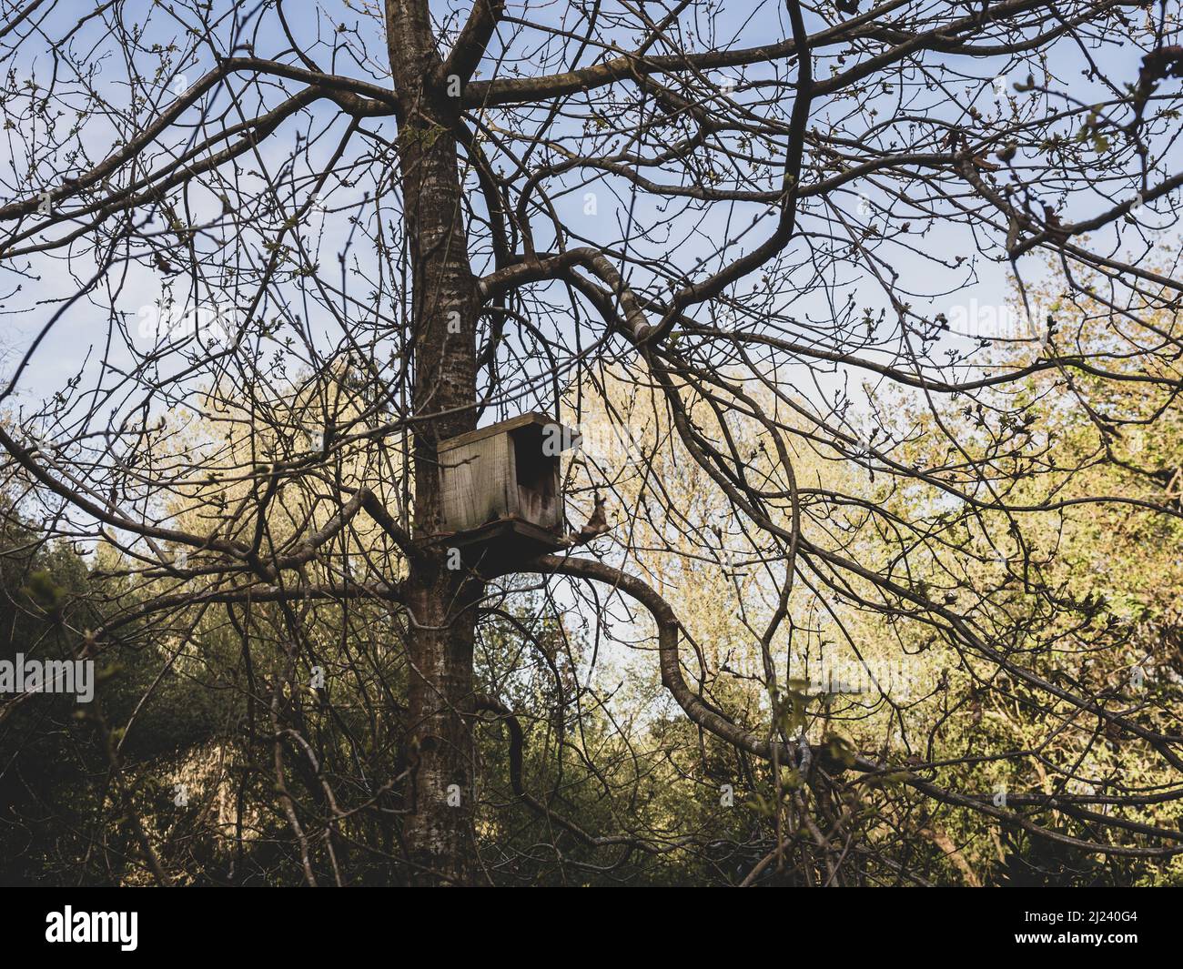 Abandoned bird box hi-res stock photography and images - Alamy