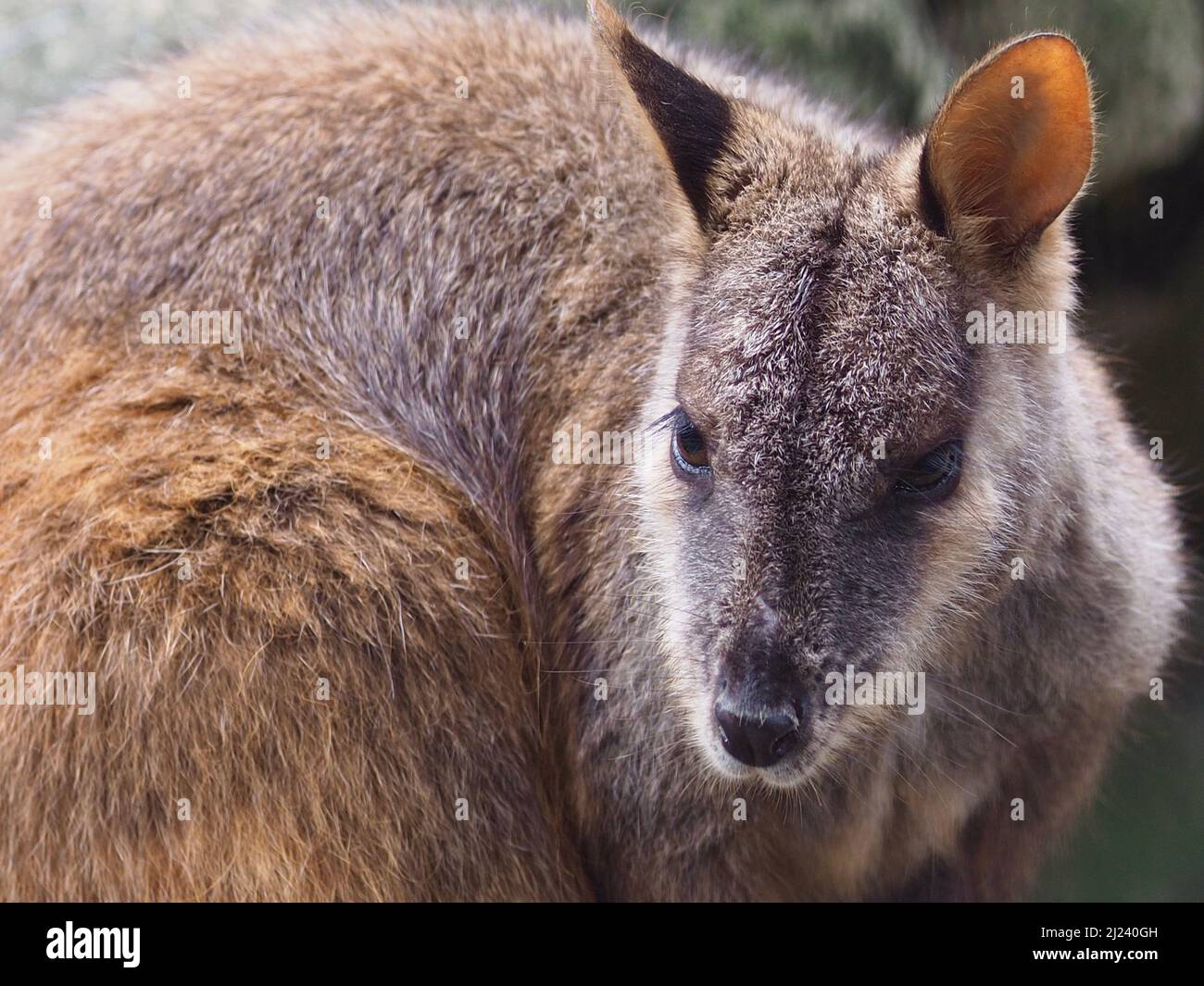 Exquisitely lovely Brush-tailed Rock-Wallaby with thick shaggy fur ...