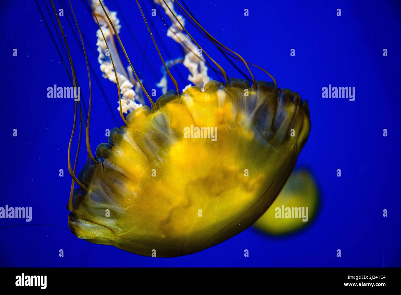A closeup of yellow jellyfish underwater, Georgia Aquarium, Atlanta ...