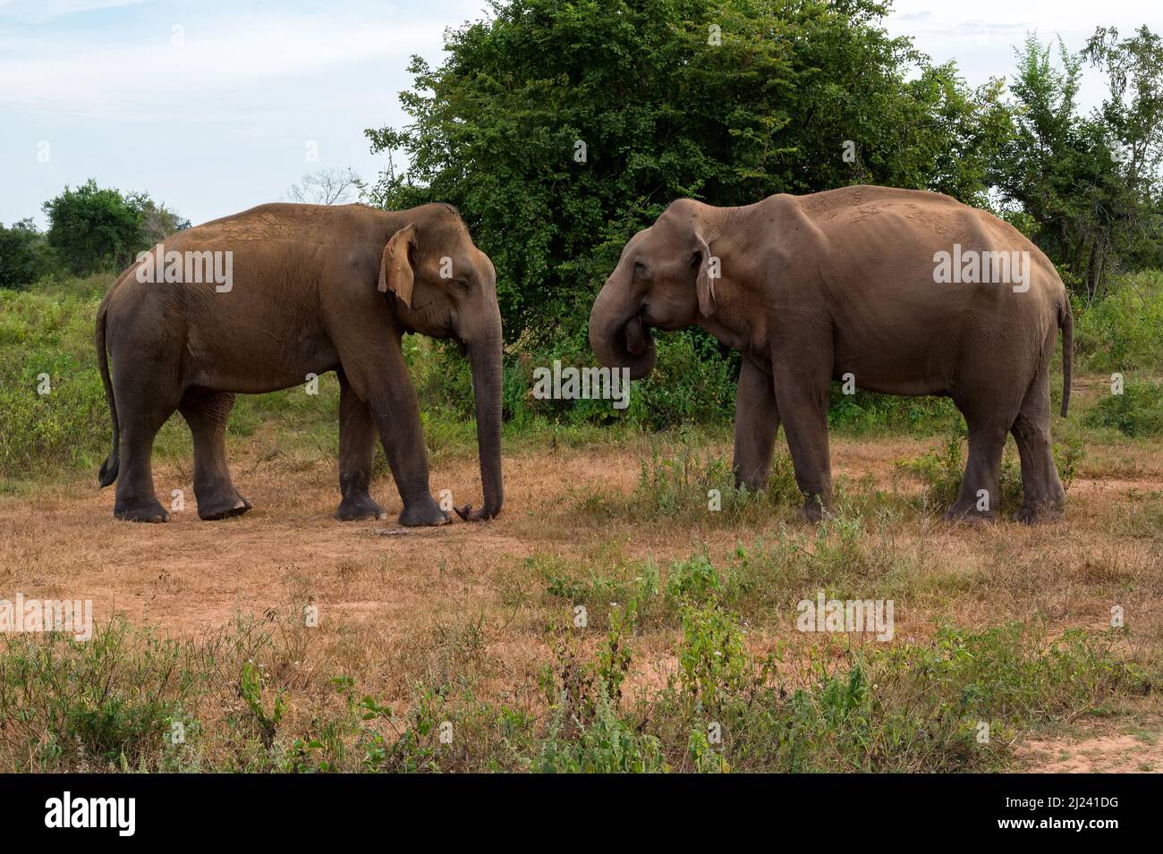 Asian elephants or elephas maximus in Sri Lanka during rut time Stock ...