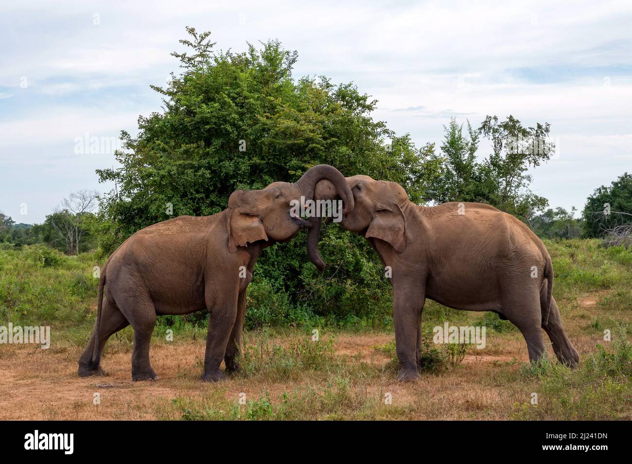 Asian elephants or elephas maximus in Sri Lanka during rut time ...