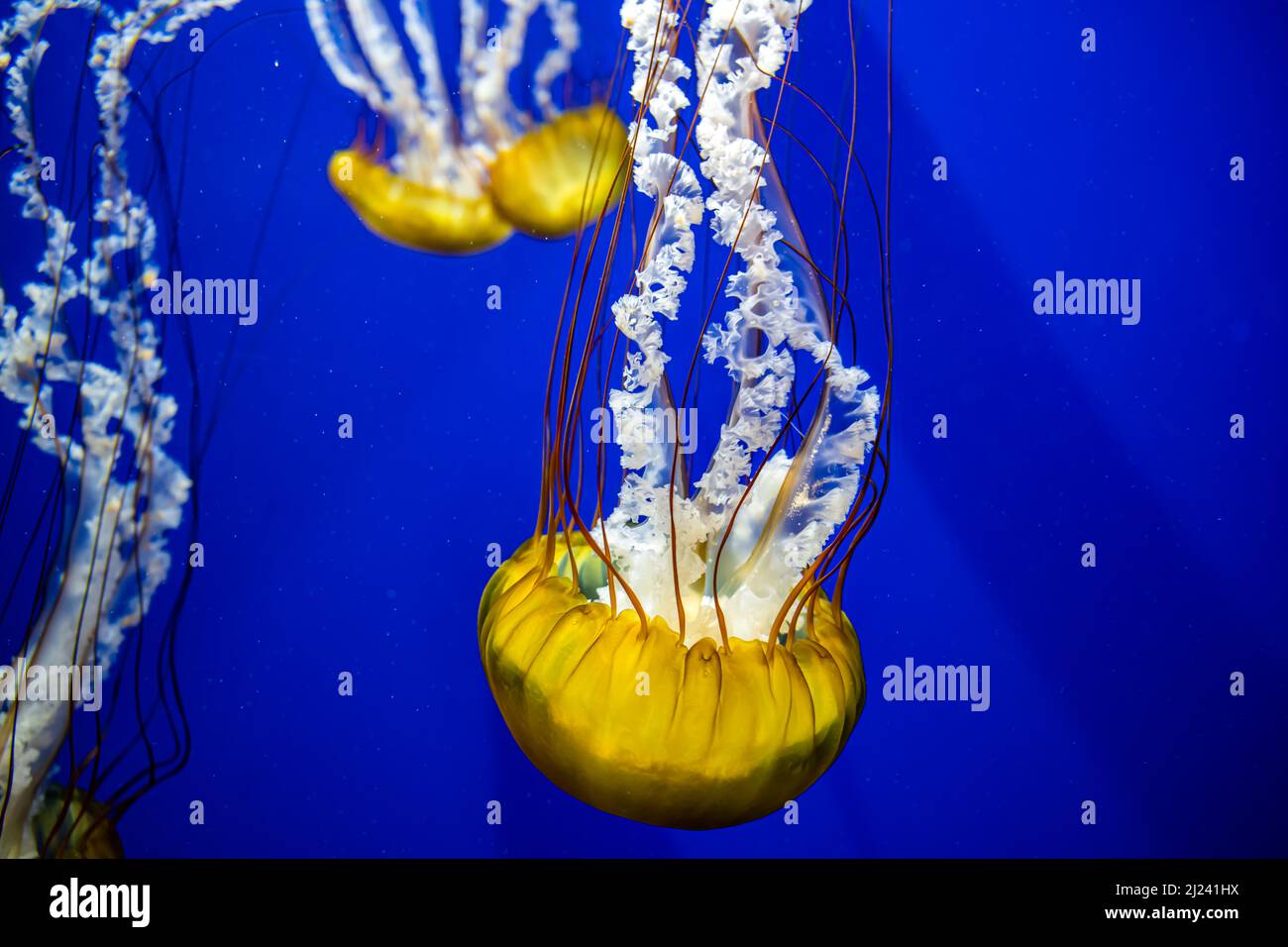 Yellow jellyfish floating underwater, Georgia Aquarium, Atlanta, USA ...