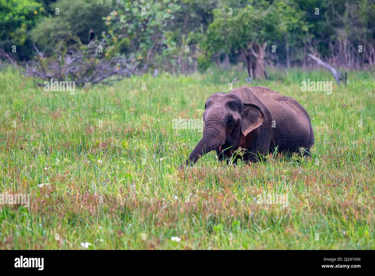 Asian elephant or elephas maximus in Sri Lanka. Male in marshland ...