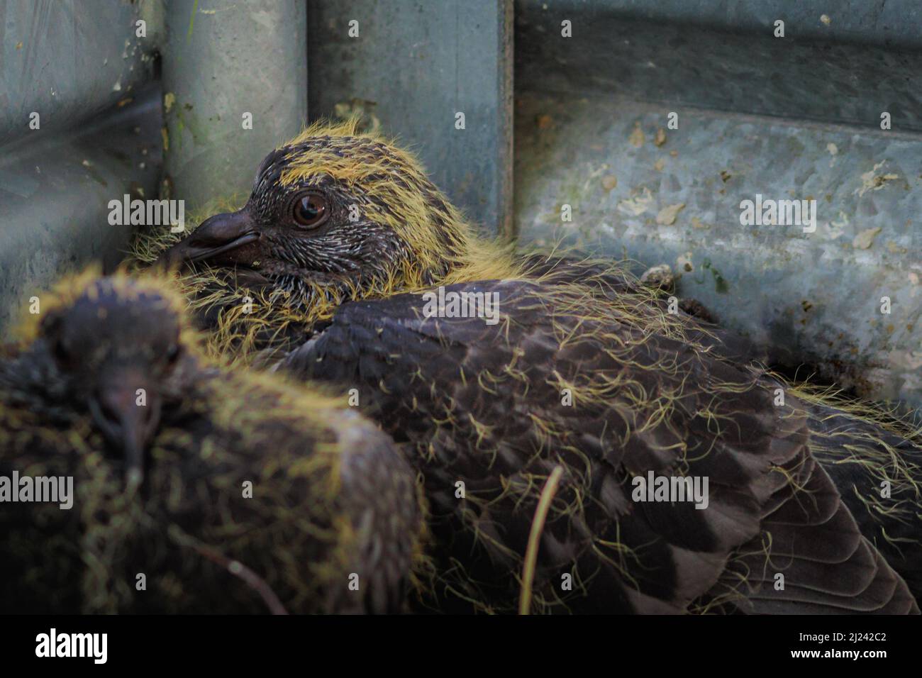 Pigeon in the nest hi-res stock photography and images - Alamy