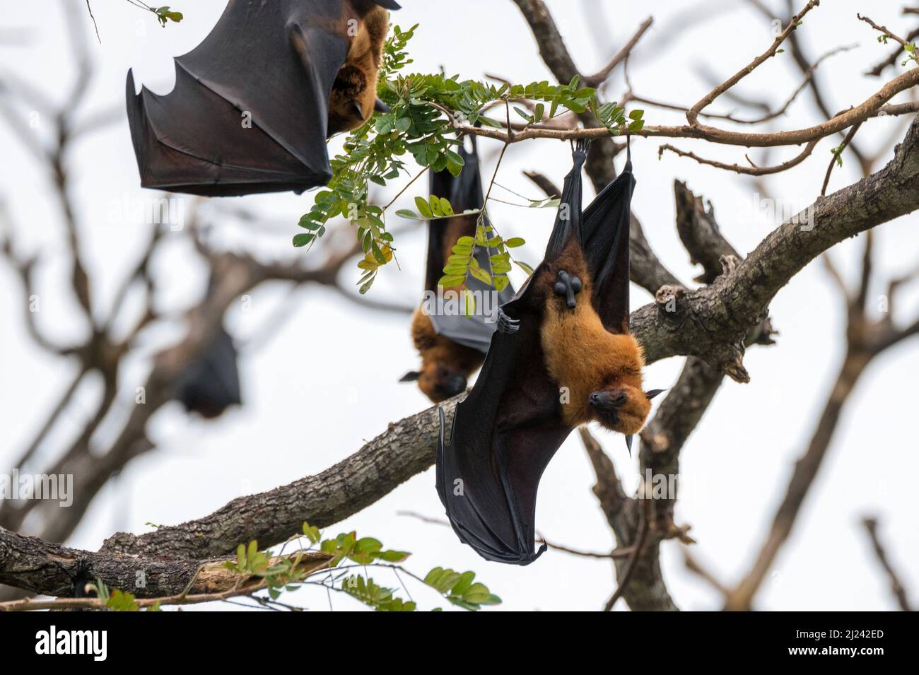 Flying foxes in a tree hi-res stock photography and images - Alamy