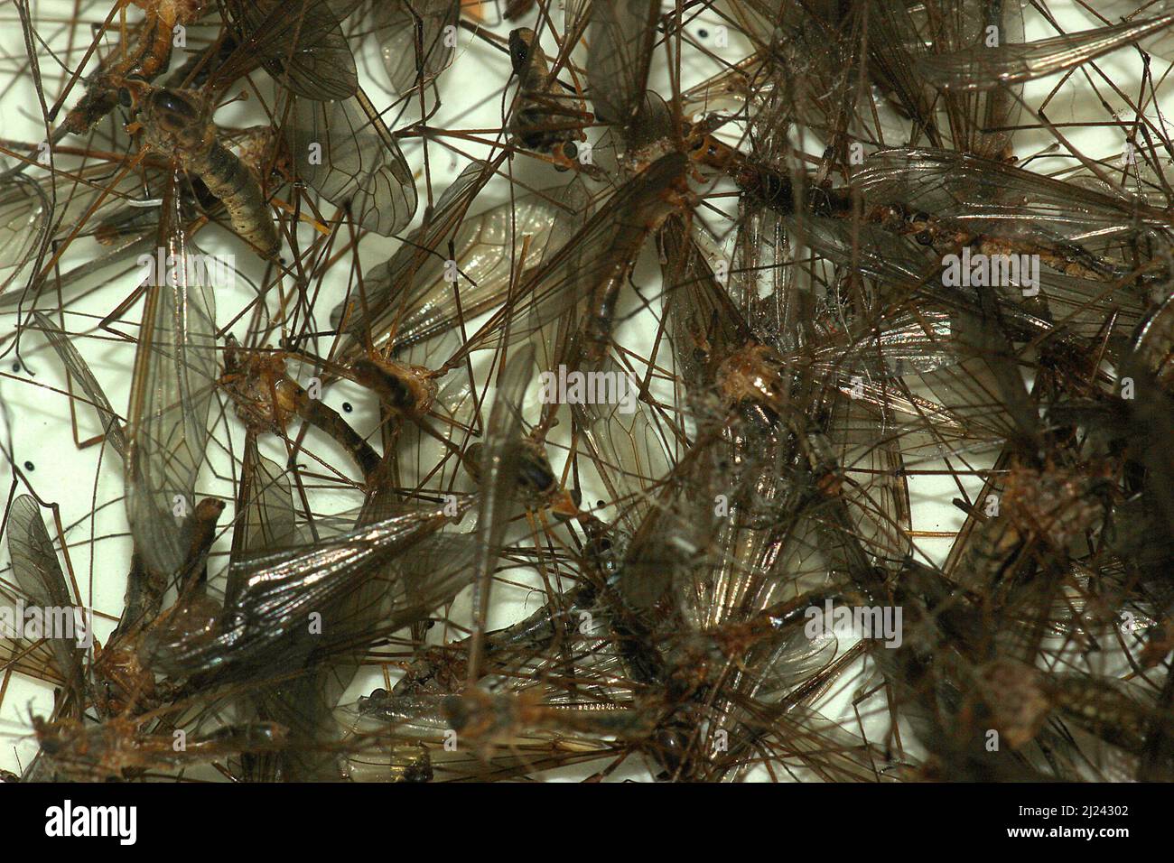 Dead craneflies (Tipula sp Stock Photo - Alamy