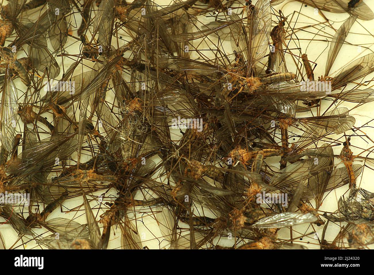 Dead craneflies (Tipula sp Stock Photo - Alamy