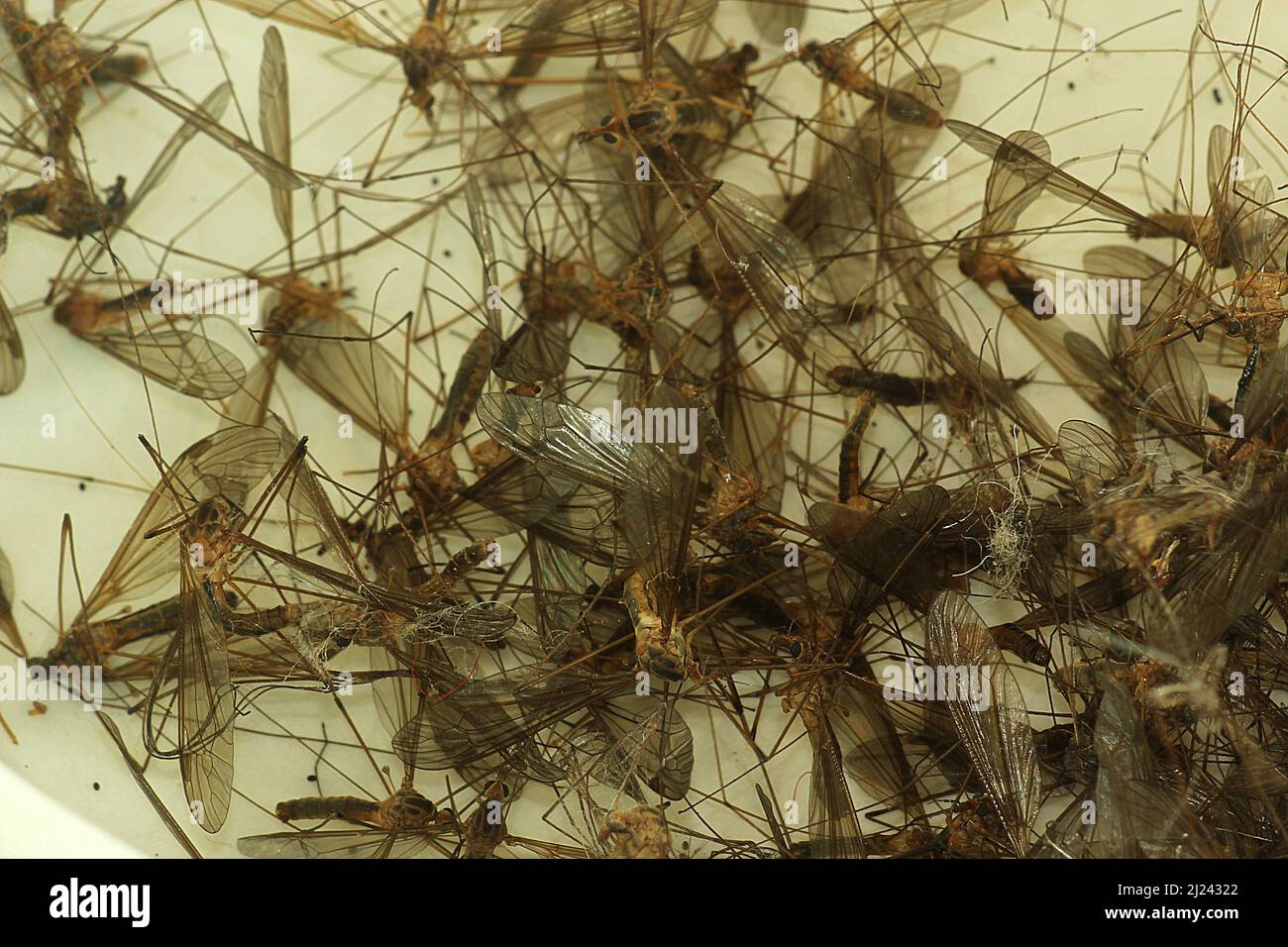 Dead craneflies (Tipula sp Stock Photo - Alamy
