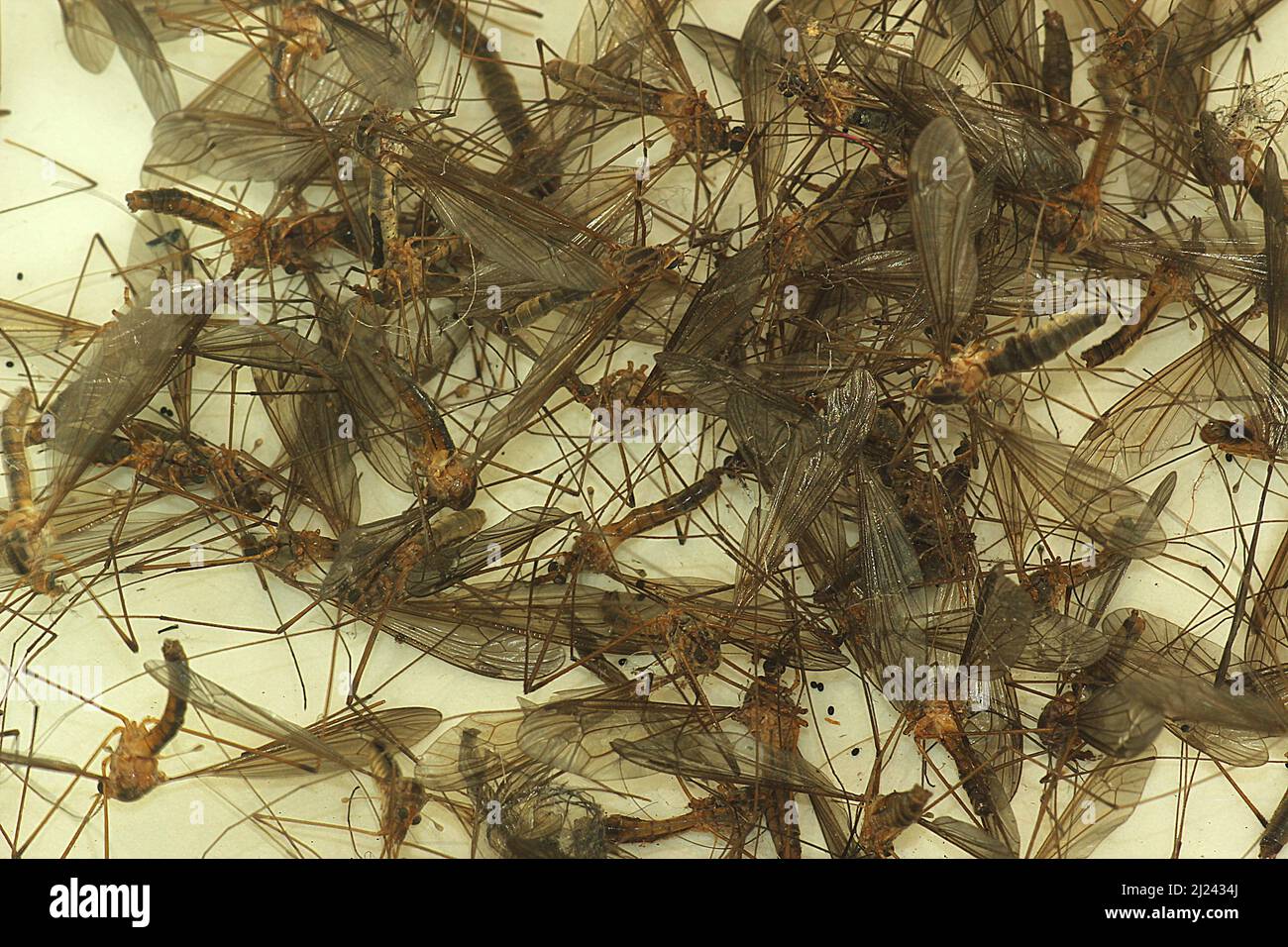 Dead craneflies (Tipula sp Stock Photo - Alamy