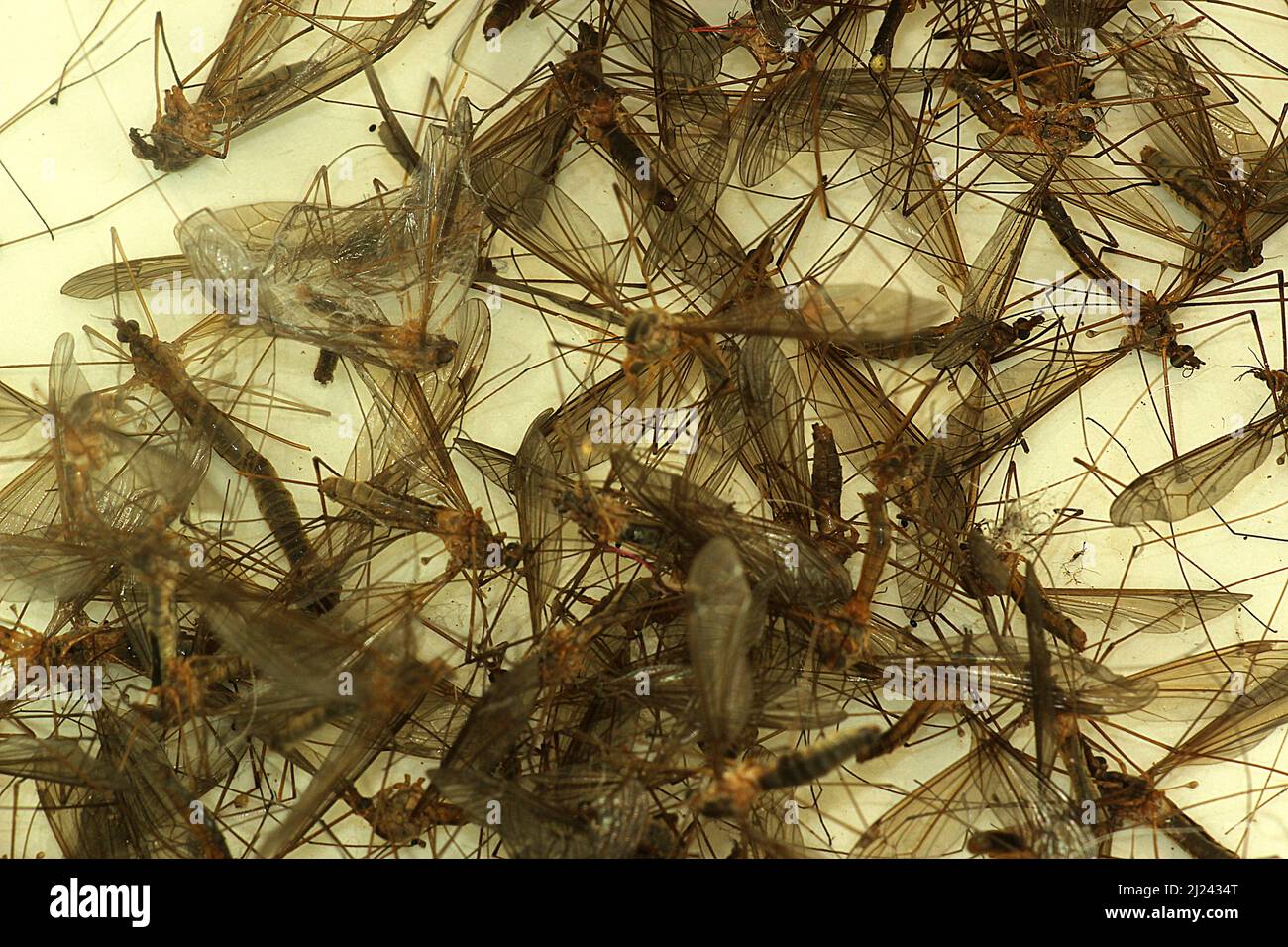Craneflies tipula sp hi-res stock photography and images - Alamy