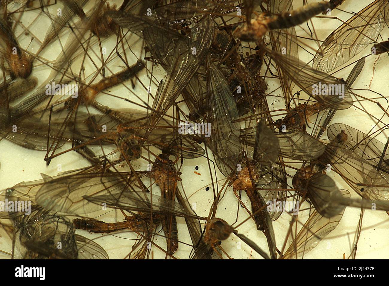 Dead craneflies (Tipula sp Stock Photo - Alamy