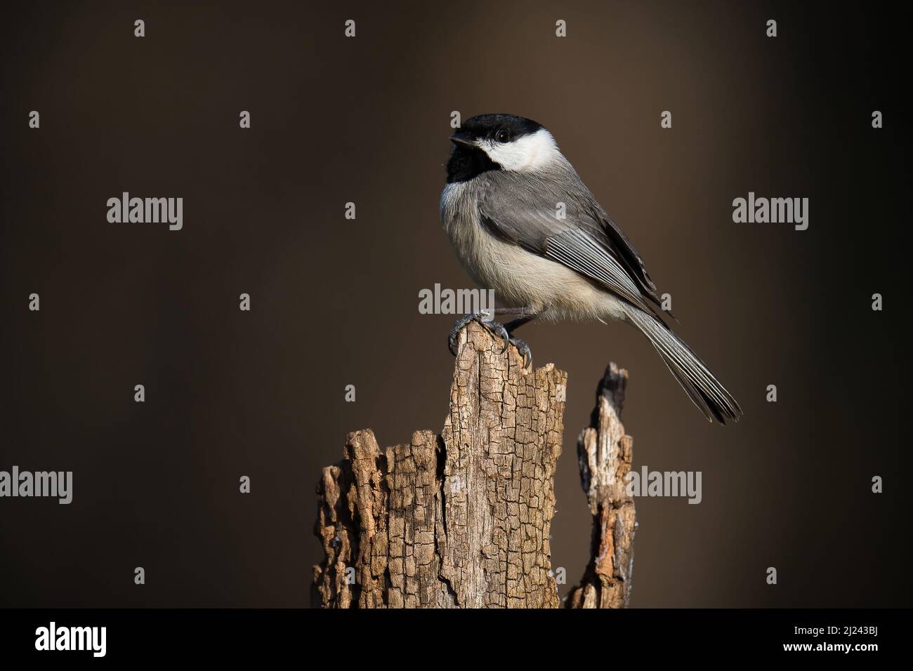 Cute chickadee bird perching hi-res stock photography and images - Alamy