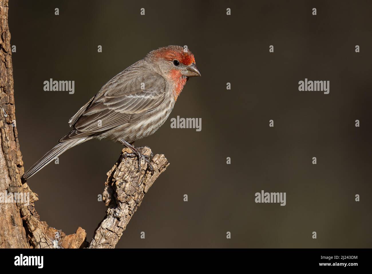 Male house finches hi-res stock photography and images - Alamy