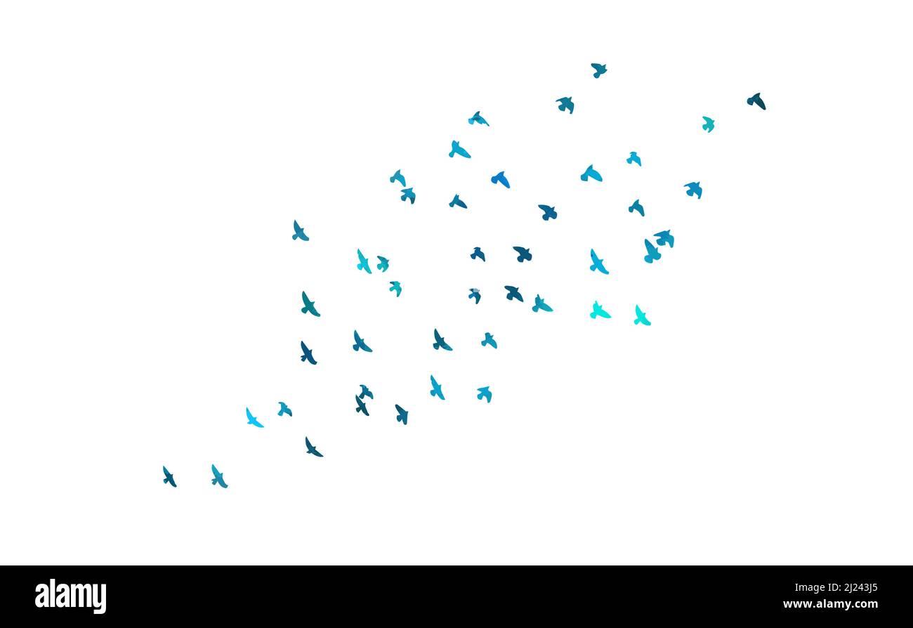 A flock of blue birds. Vector illustration Stock Vector Image & Art - Alamy