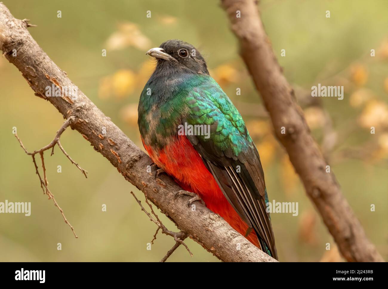 A rare eared quetzal bird that visited the Chiricahua Mountains of ...