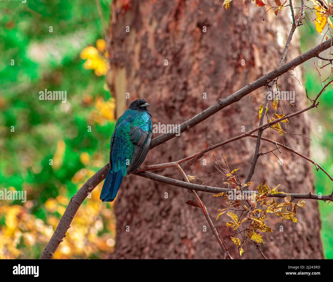 A rare eared quetzal bird that visited the Chiricahua Mountains of ...
