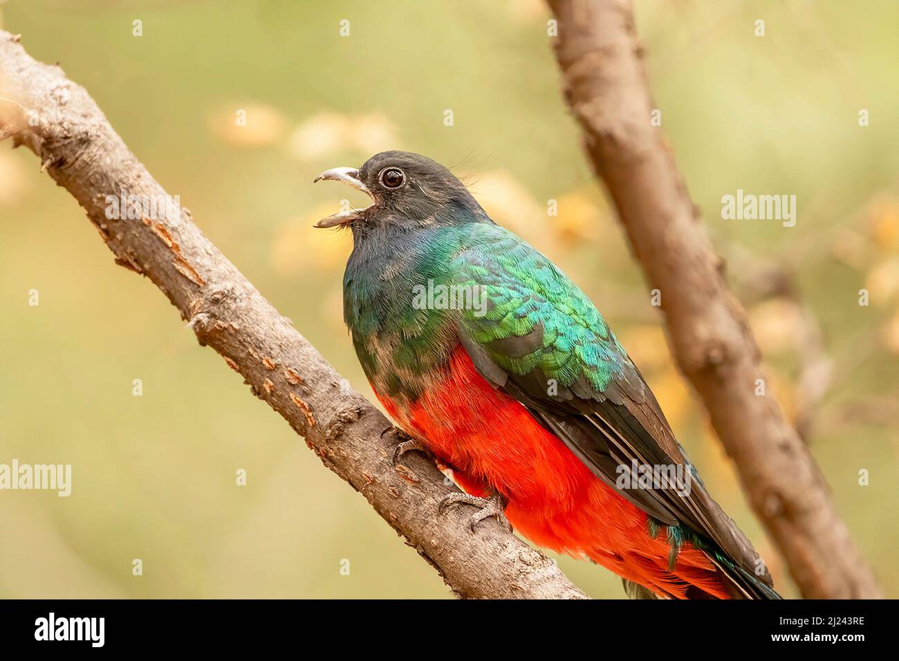A rare eared quetzal bird that visited the Chiricahua Mountains of ...