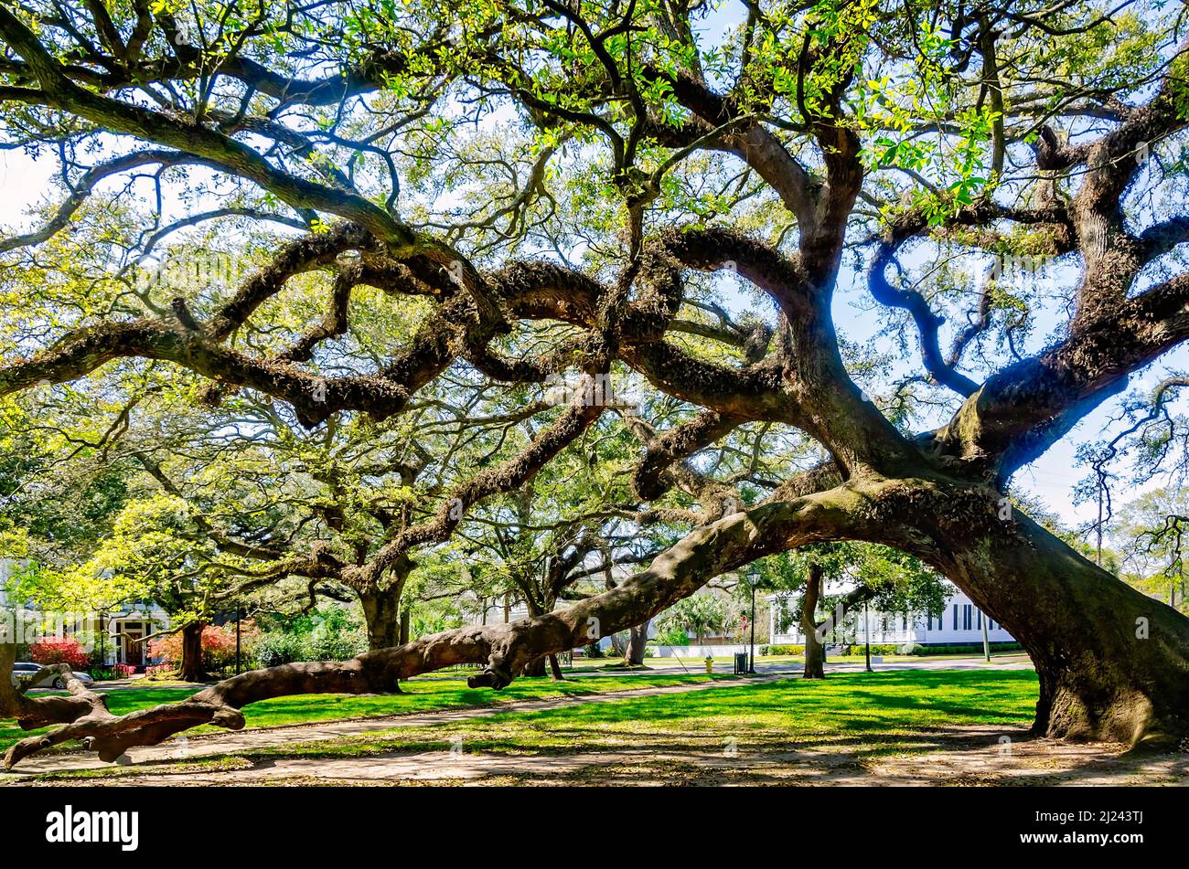 A live oak tree stretches across a sidewalk at Washington Square, March ...