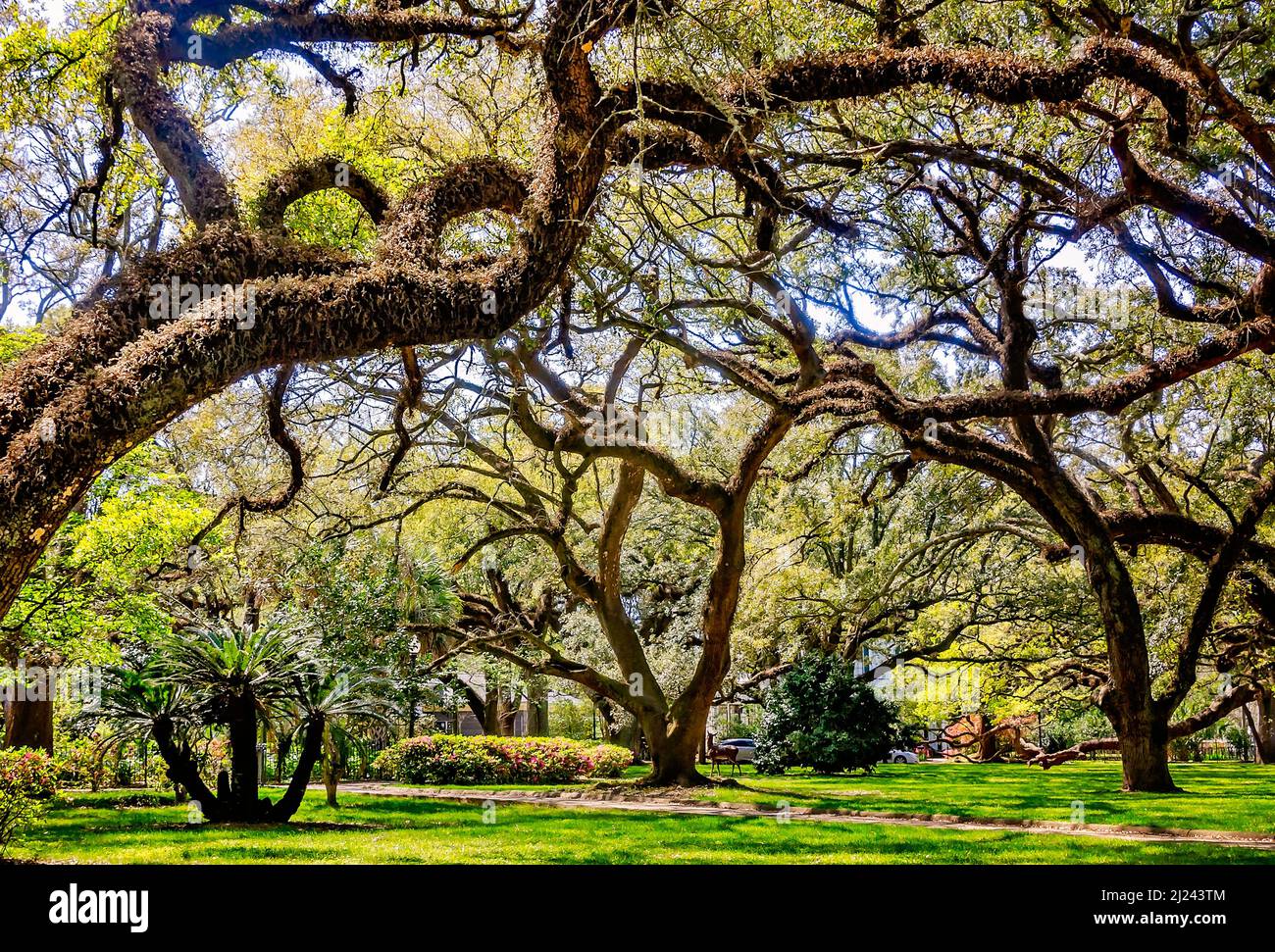 Live oak trees create a scenic landscape in Washington Square, March 26 ...