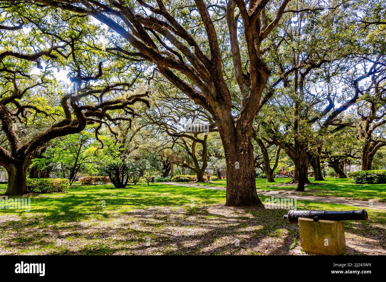 Live oak trees create a scenic landscape in Washington Square, March 26 ...