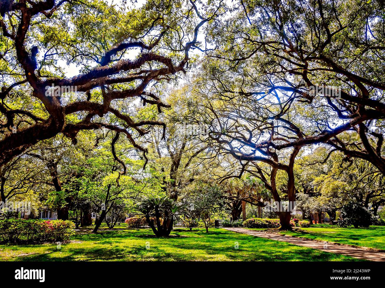 Live oak trees create a scenic landscape in Washington Square, March 26 ...