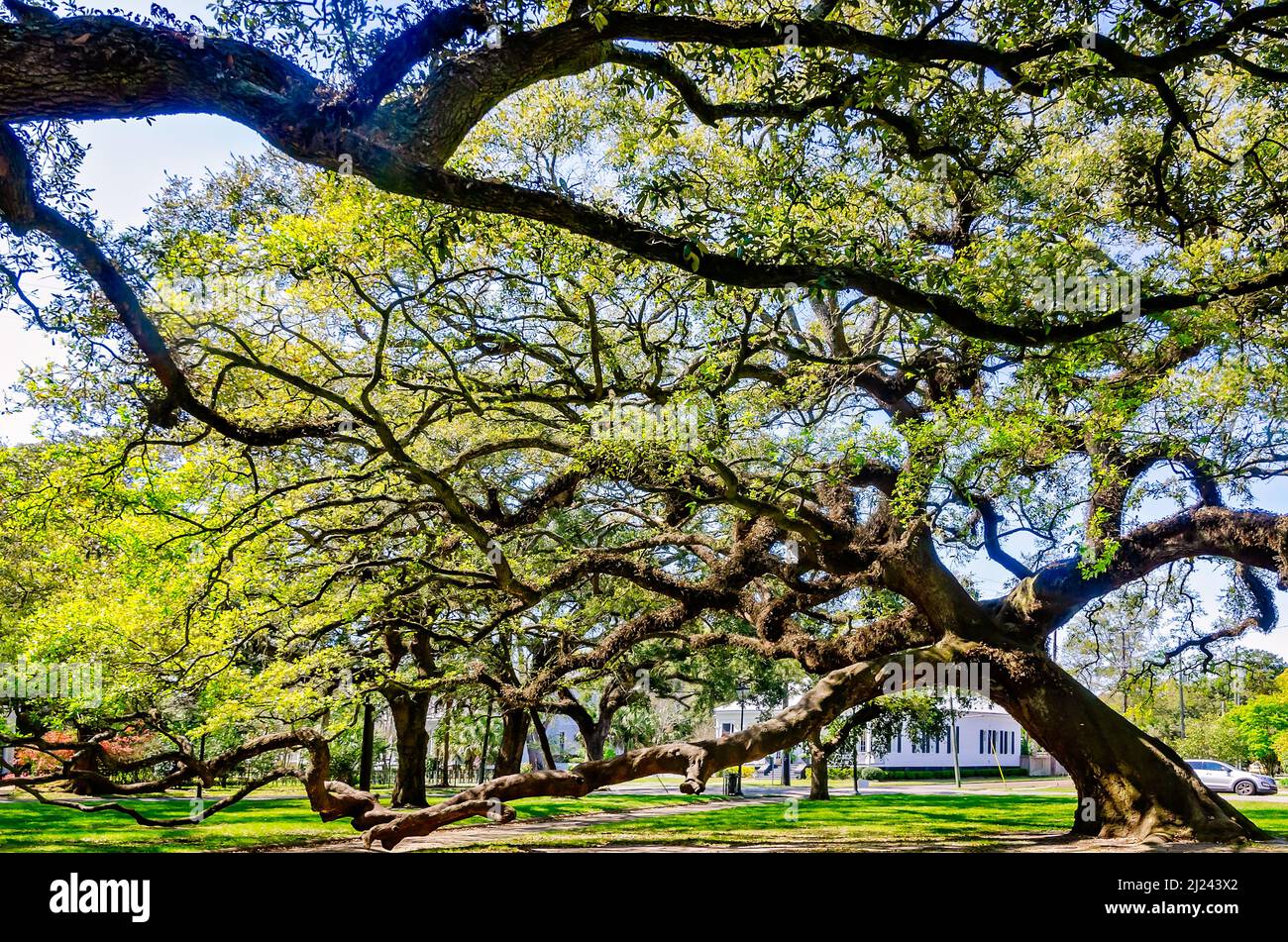 Live oak trees create a scenic landscape in Washington Square, March 26 ...