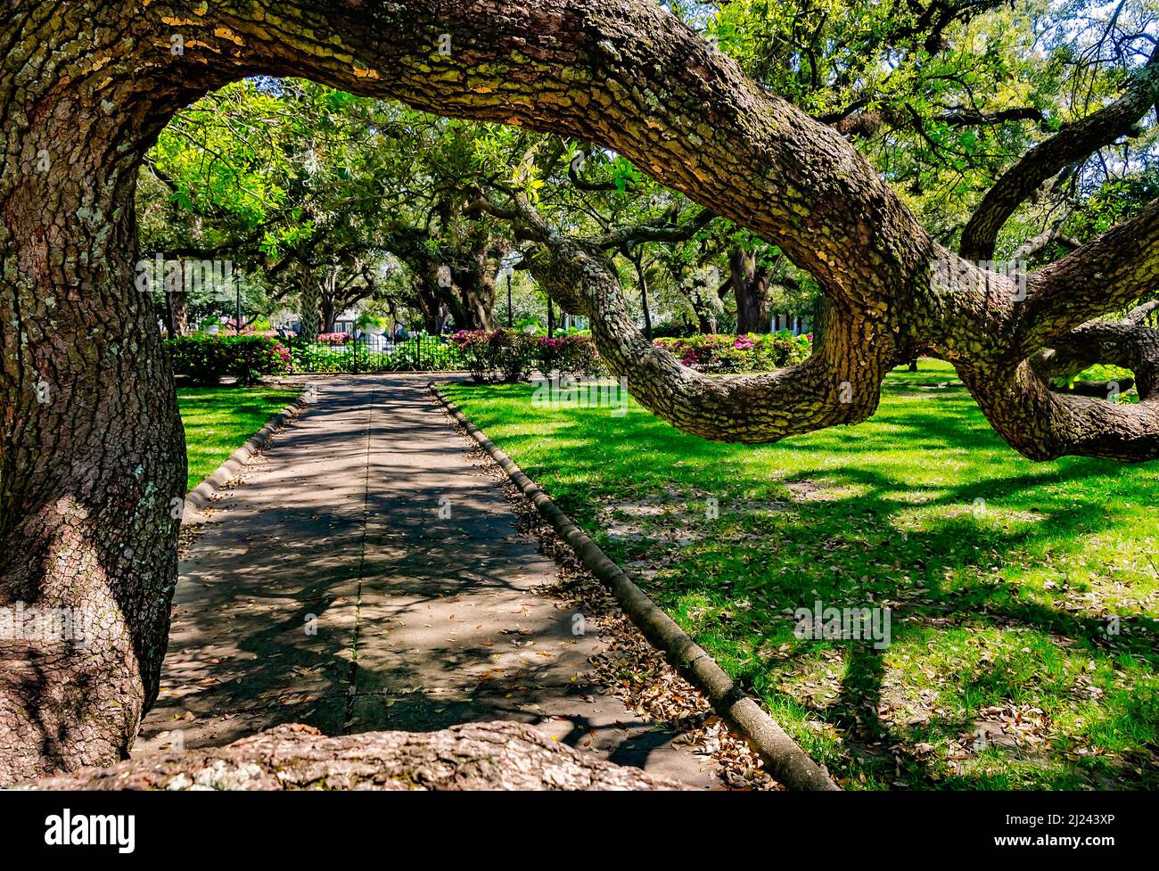 A live oak tree stretches across a sidewalk at Washington Square, March ...