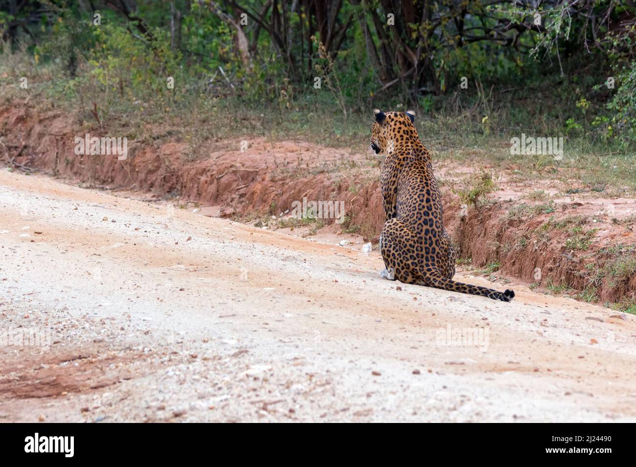 Sri lanka leopard road hi-res stock photography and images - Alamy