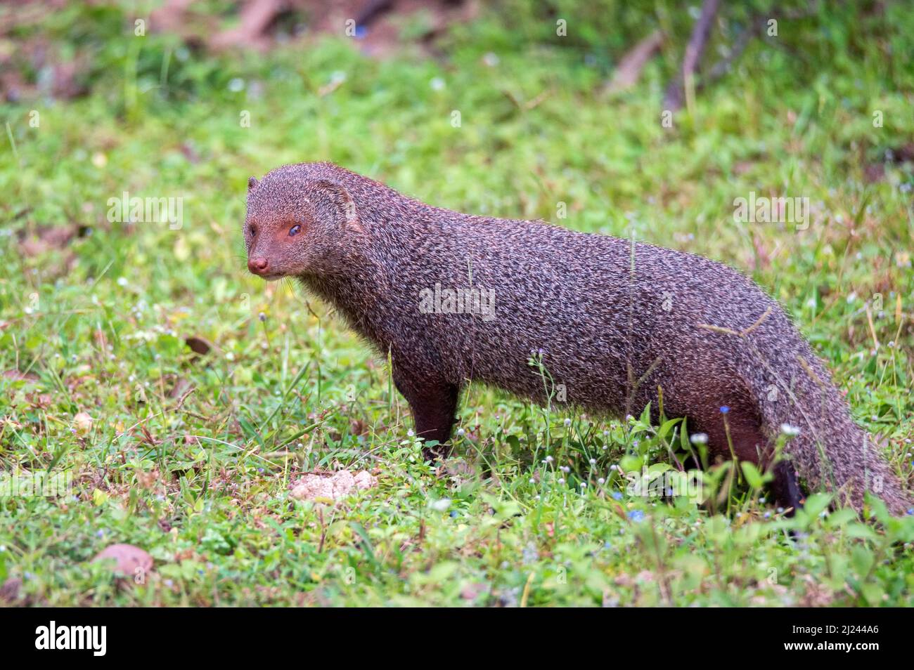 Herpestes smithii zeylanicus hi-res stock photography and images - Alamy