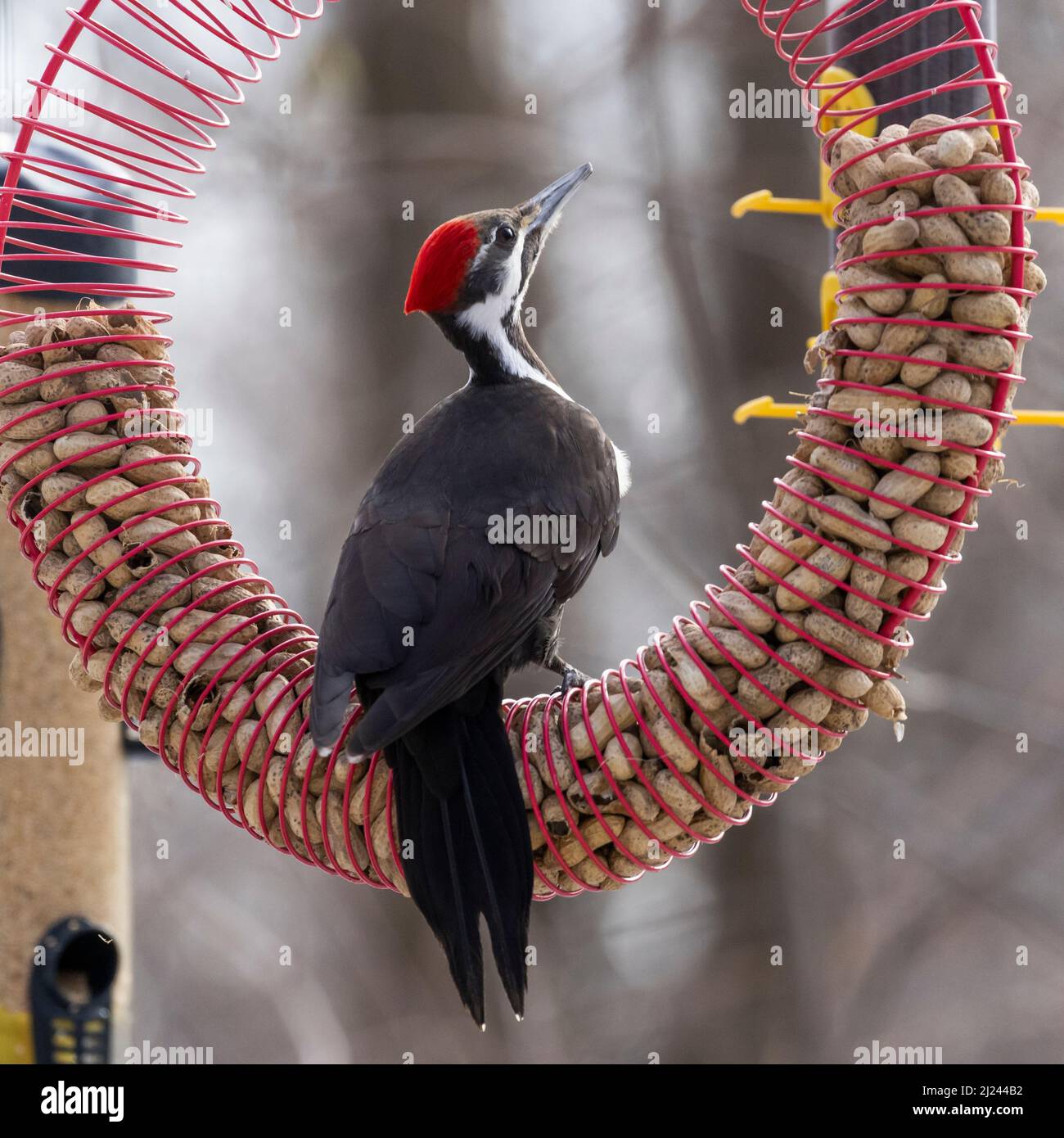 Female pileated woodpecker at feeder Stock Photo - Alamy