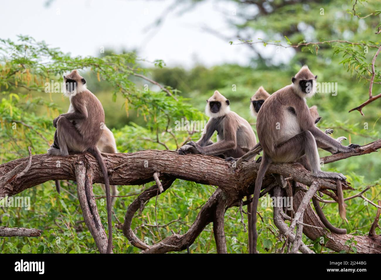 Group of grey langur or Semnopithecus priam thersites sitting on tree ...