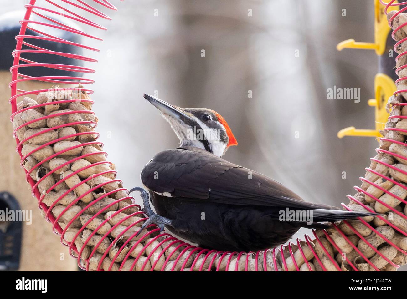 Female pileated woodpecker at feeder Stock Photo - Alamy
