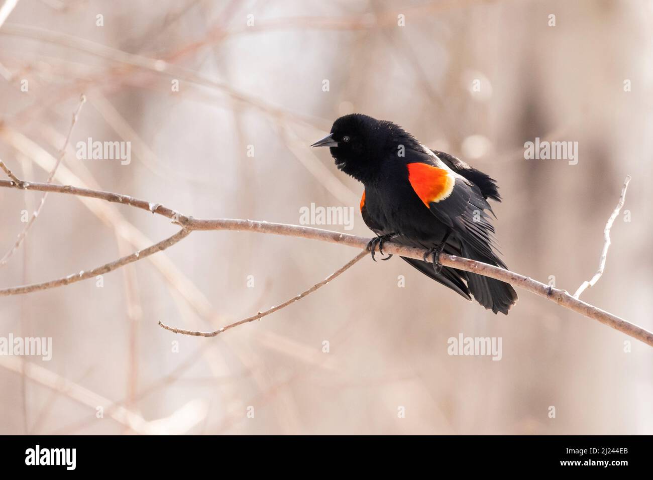 The red-winged blackbird (Agelaius phoeniceus Stock Photo - Alamy