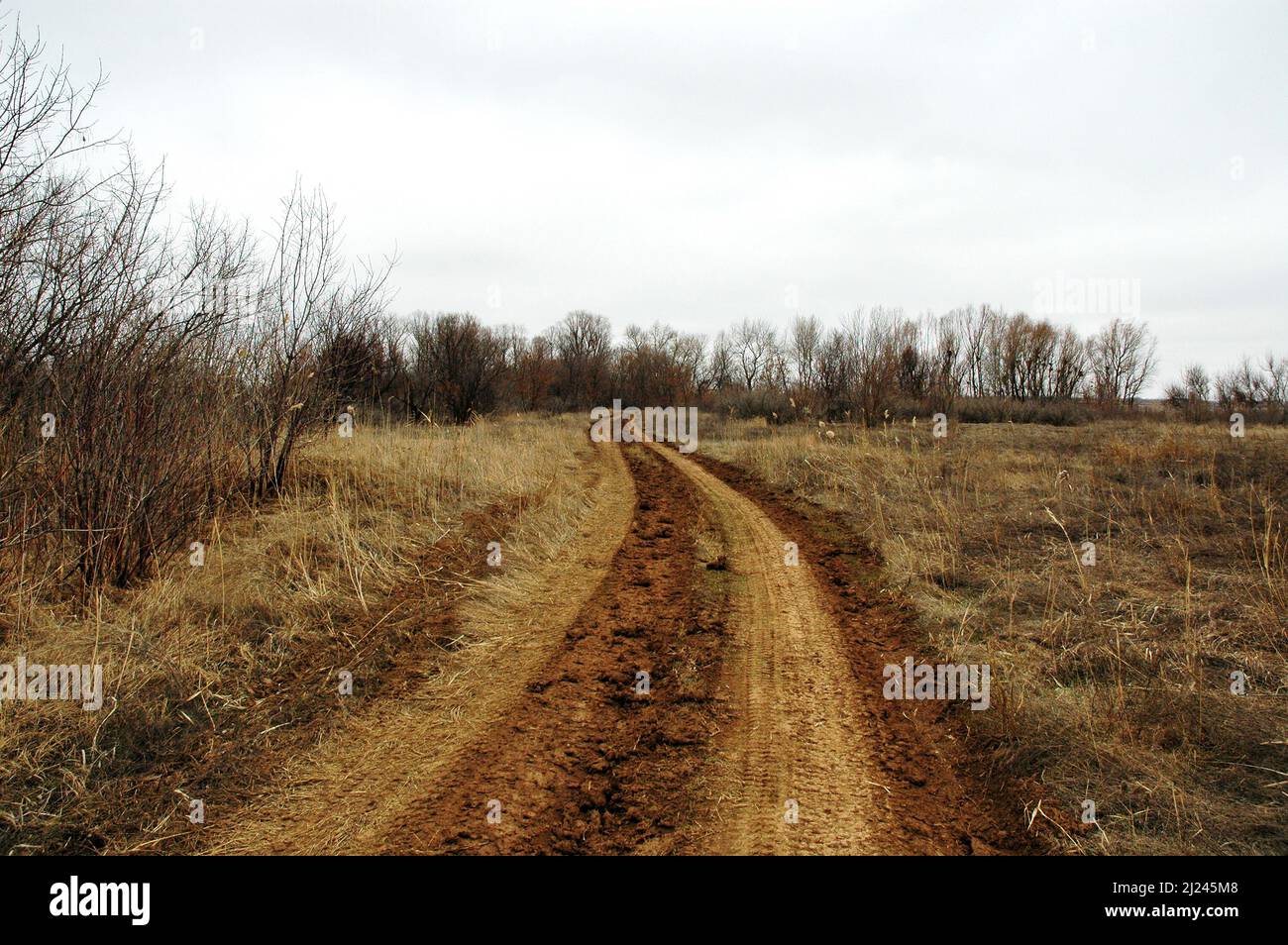Rural soil road passing through a wood Stock Photo - Alamy