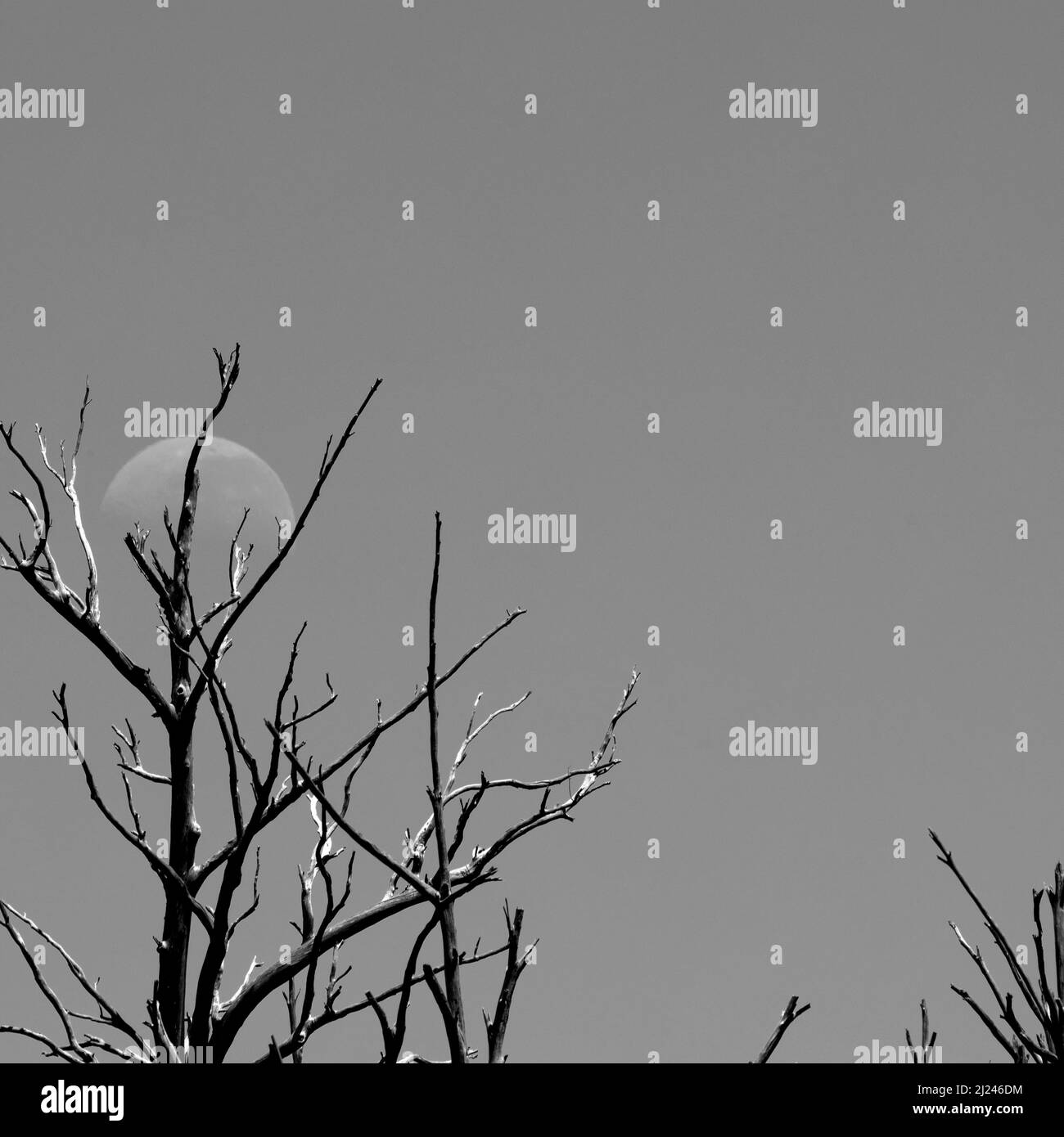 Eucalyptus tree wilderness Black and White Stock Photos & Images - Alamy