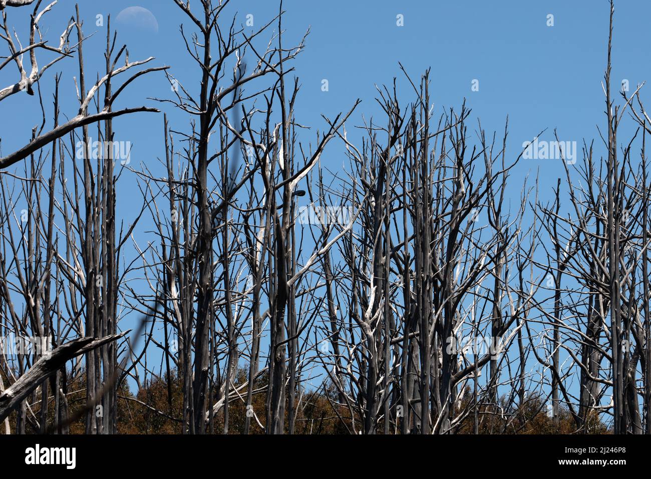 Australia eucalyptus reforestation hi-res stock photography and images ...