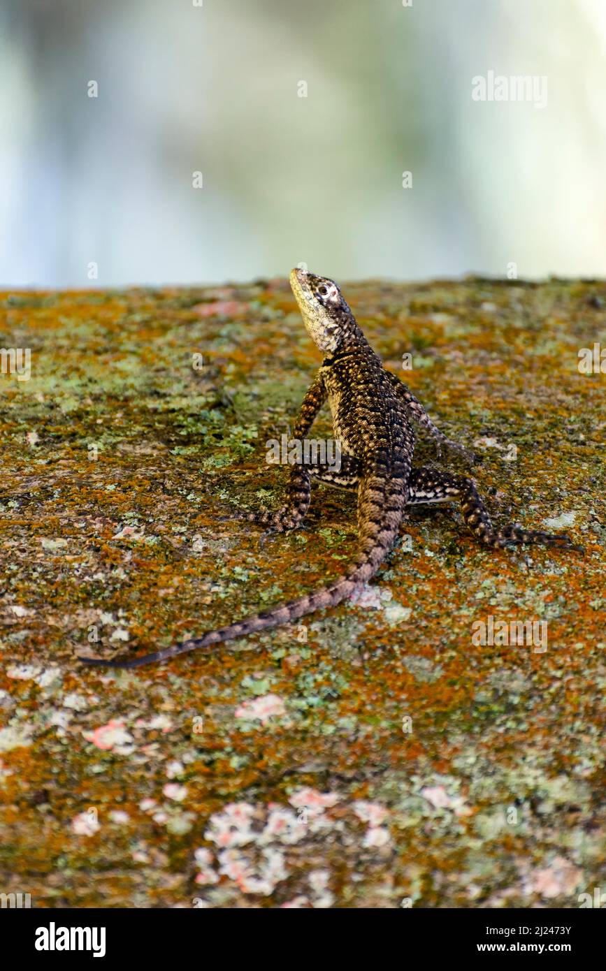 Amazon gecko hi-res stock photography and images - Alamy