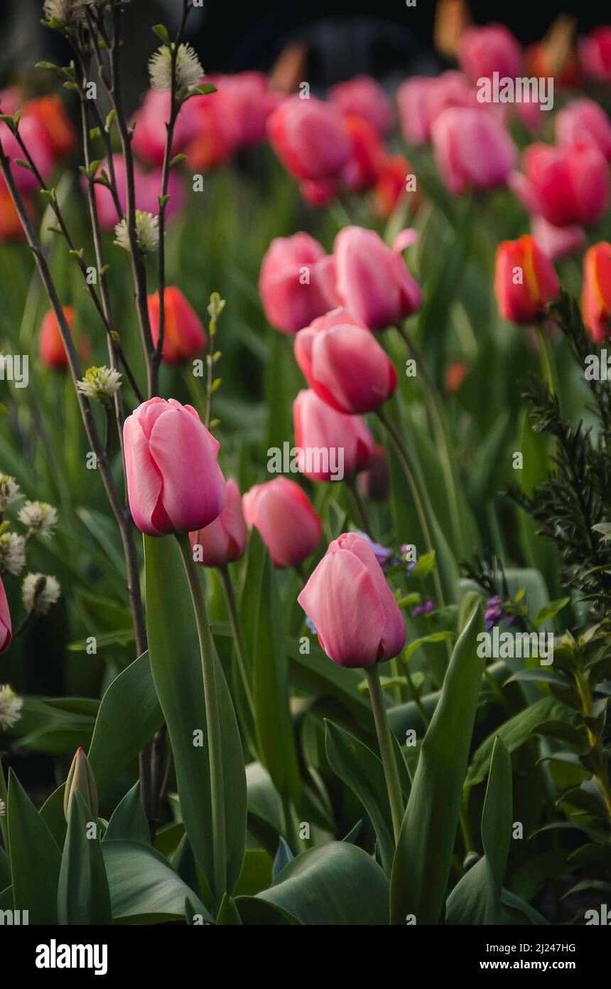 Spring scenes around lower Manhattan, New York City Stock Photo - Alamy