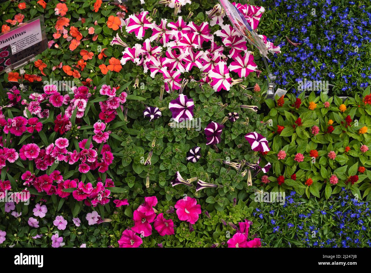 Spring scenes around lower Manhattan, New York City Stock Photo - Alamy