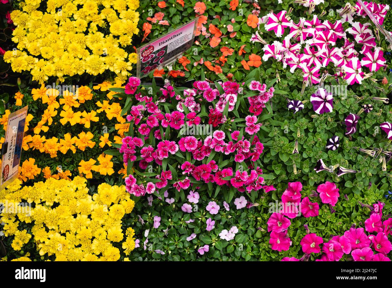 Annuals and perennials hi-res stock photography and images - Alamy
