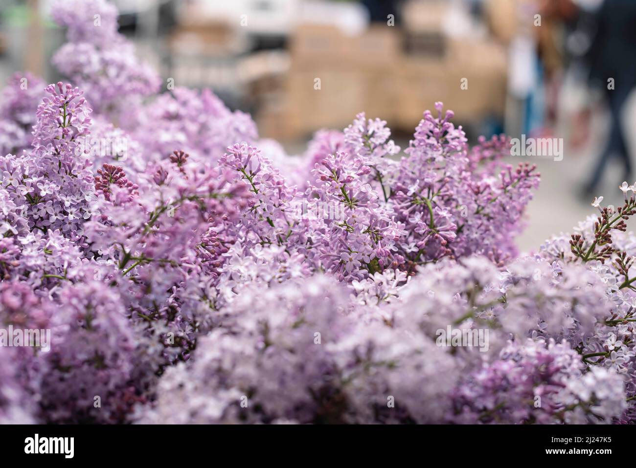 Spring scenes around lower Manhattan, New York City Stock Photo - Alamy