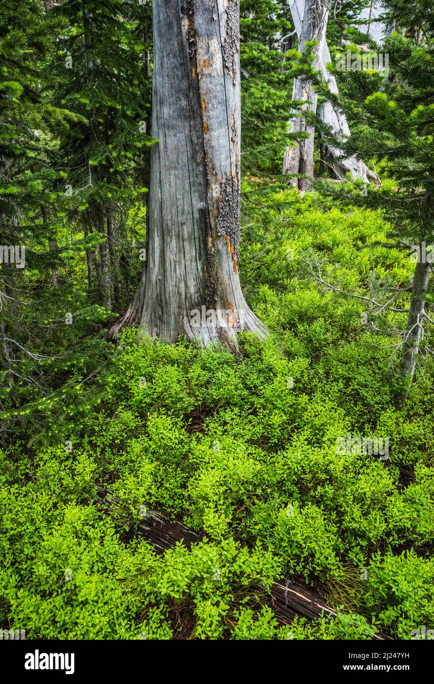 Alpine tree hi-res stock photography and images - Alamy