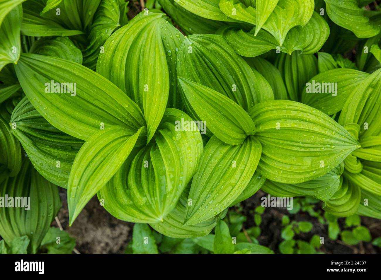 Closeup of a corn lily plant in the Crazy Mountain range of Montana ...