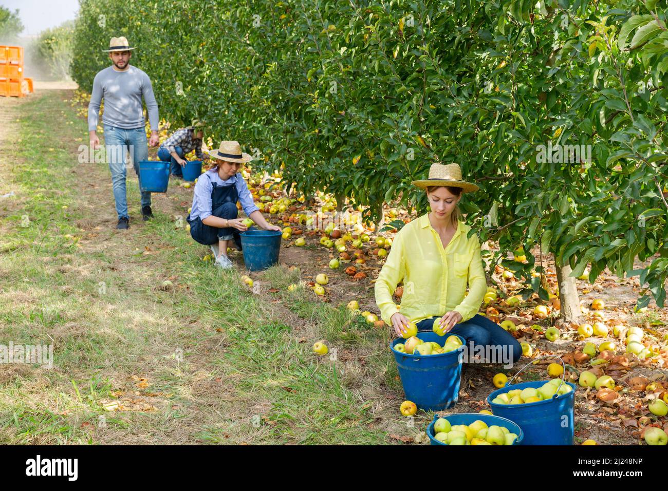 Farmers harvesting bruised apples Stock Photo - Alamy